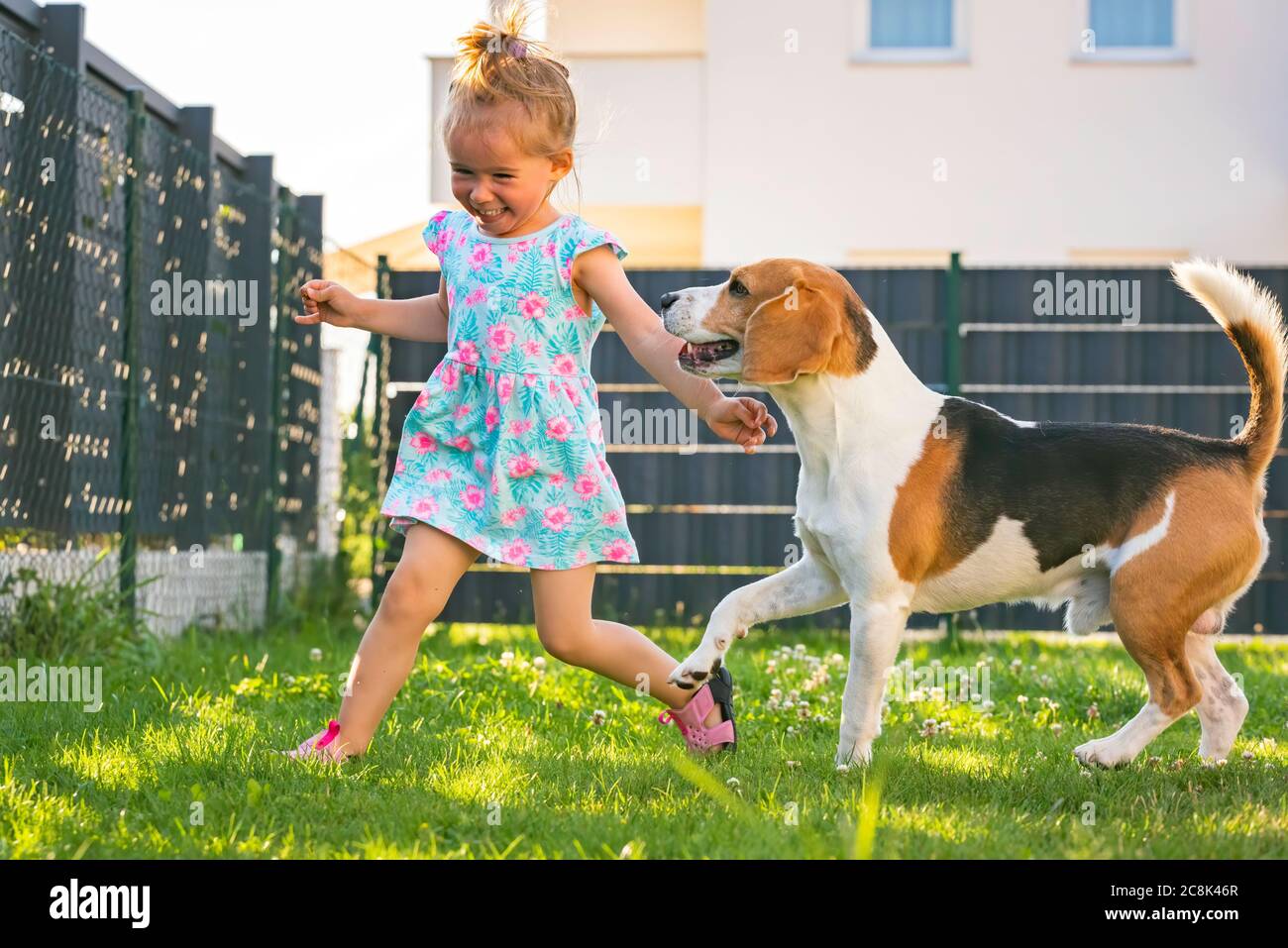 Baby girl running with beagle dog in backyard in summer day. Domestic ...