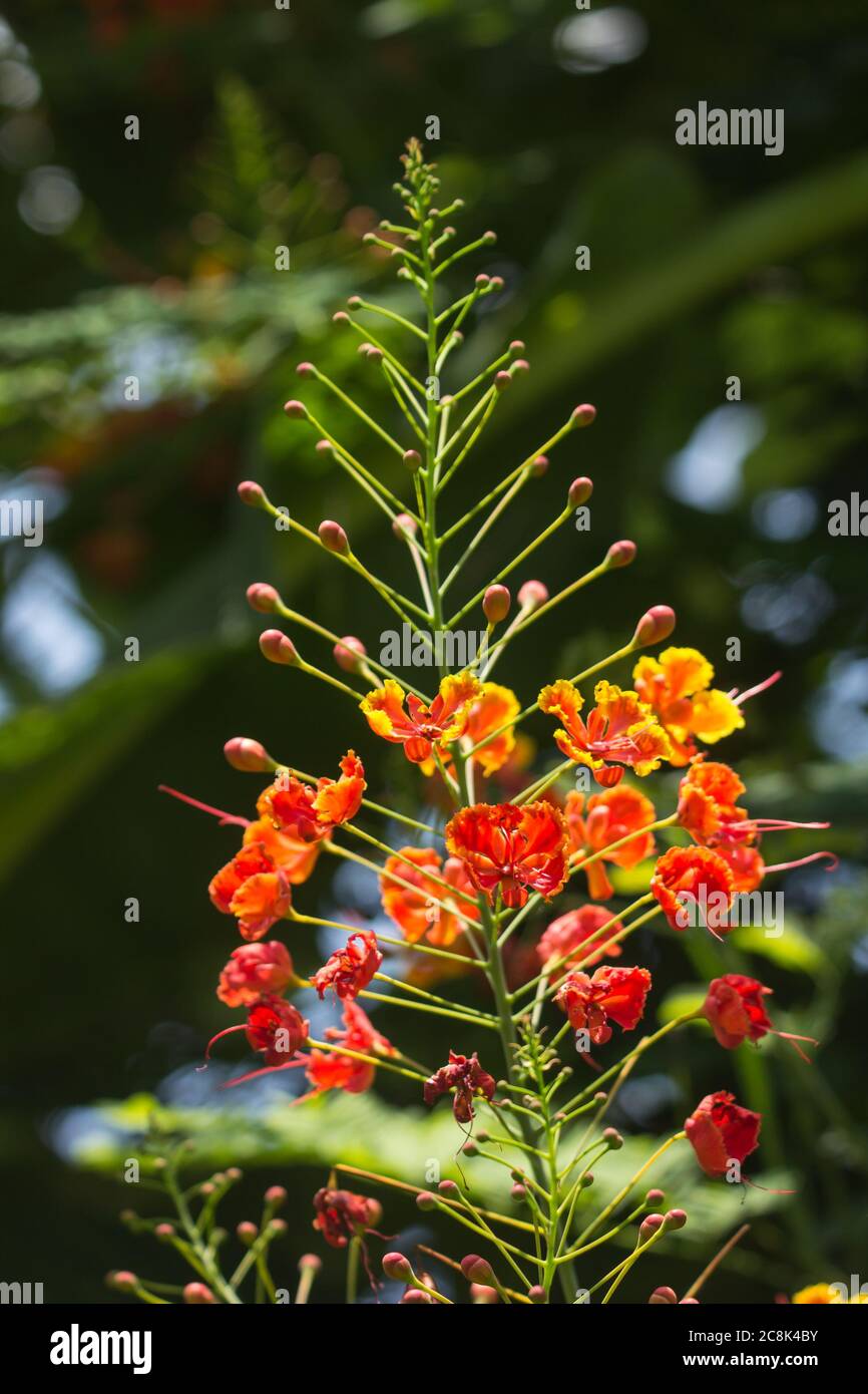 Close up Red Flamboyant flower,The Flame Tree , Royal Poinciana Stock ...