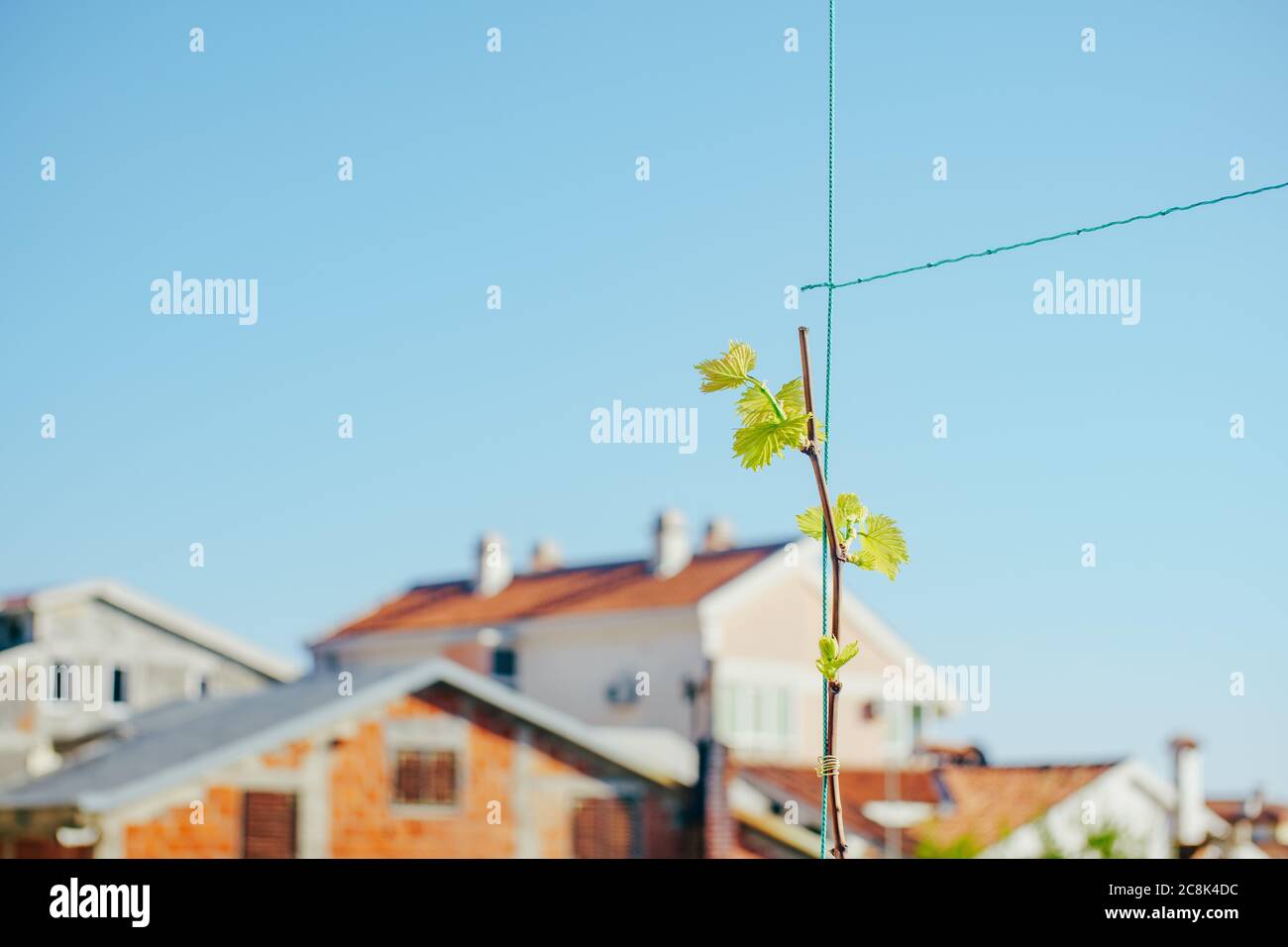 Windows sprout hi-res stock photography and images - Alamy