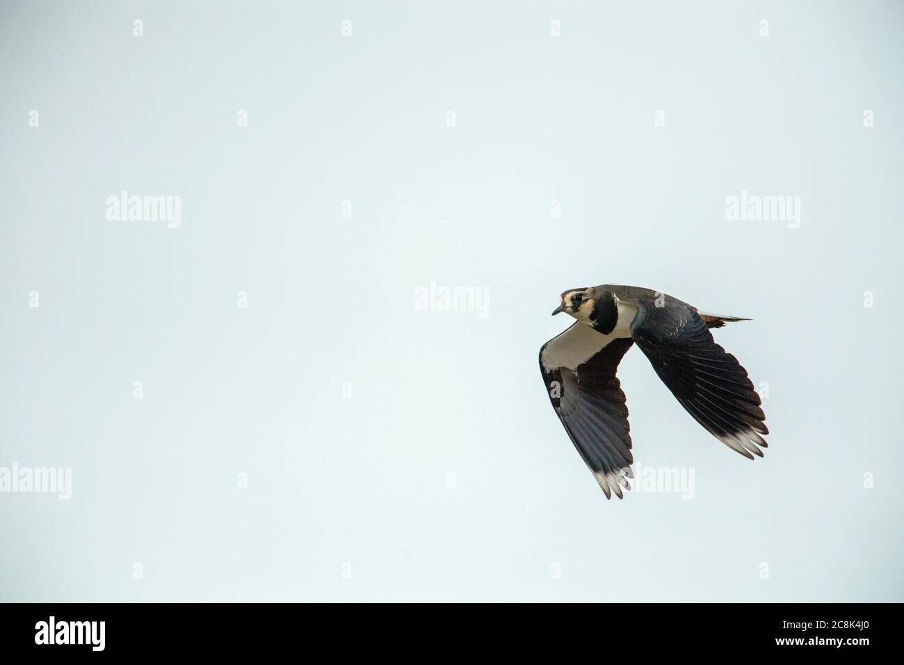 BIRD, LAPWING, (PEEWIT ) in flight, west country, UK Stock Photo - Alamy