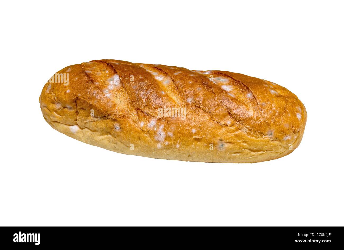 Penicillium fungus on bread hi-res stock photography and images - Alamy