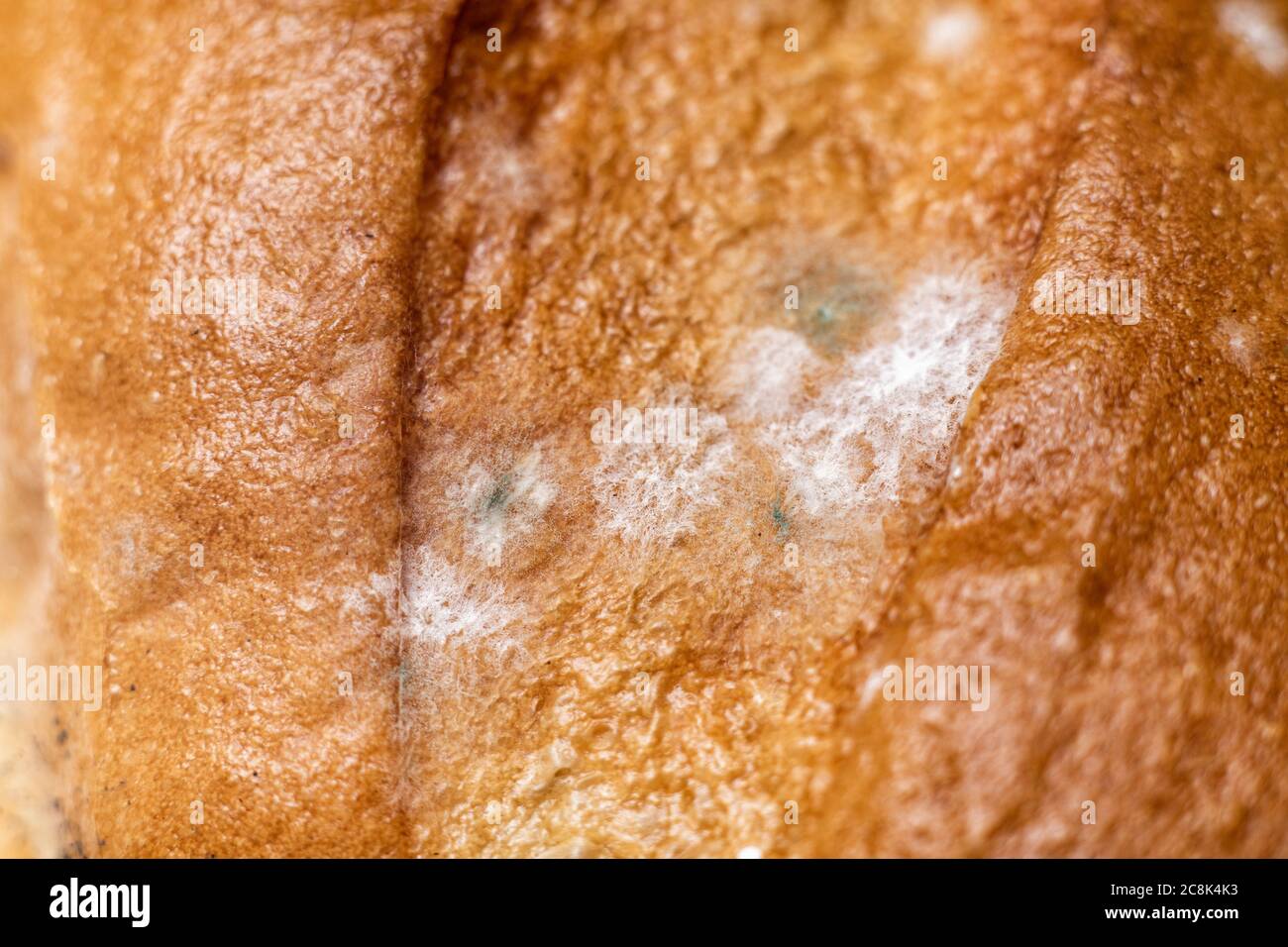 close-up of white bread covered with mold. spoiled mold loaf Stock ...