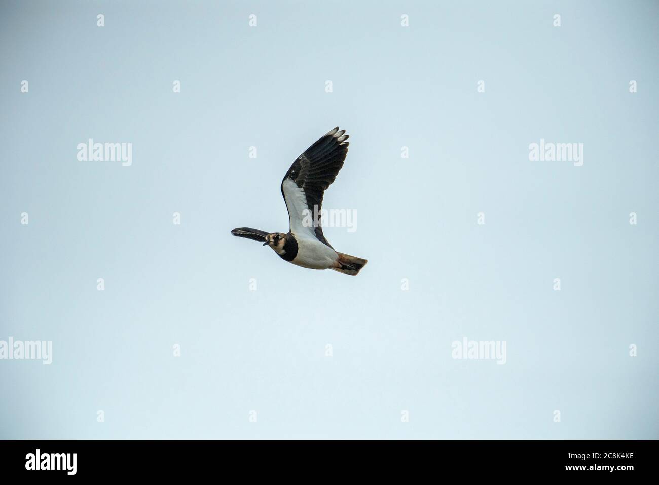Peewit in flight hi-res stock photography and images - Alamy