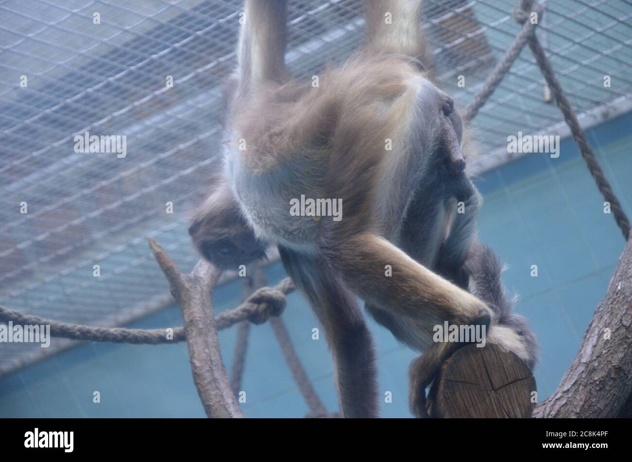 Female Howler Monkey, zoo of Frankfurt Stock Photo - Alamy