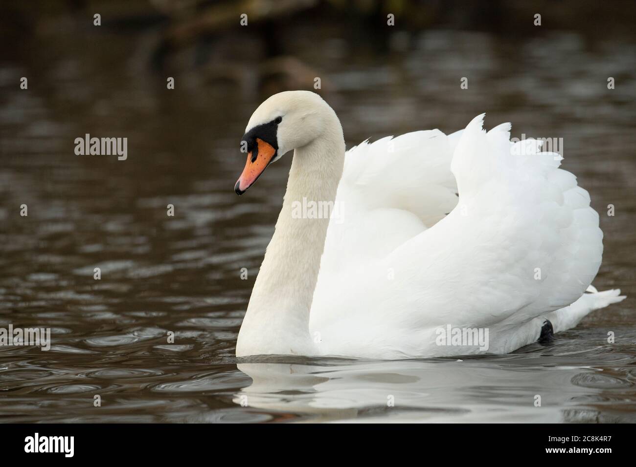 MUTE SWAN, male, side view, on water, UK Stock Photo - Alamy