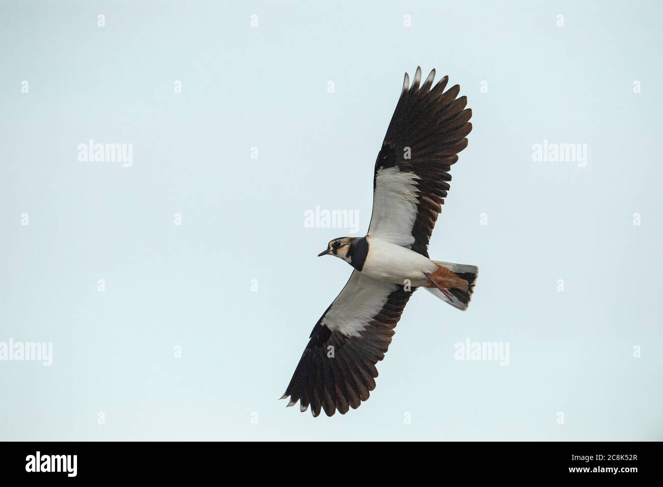 BIRD, LAPWING, (PEEWIT ) in flight, west country, UK Stock Photo - Alamy