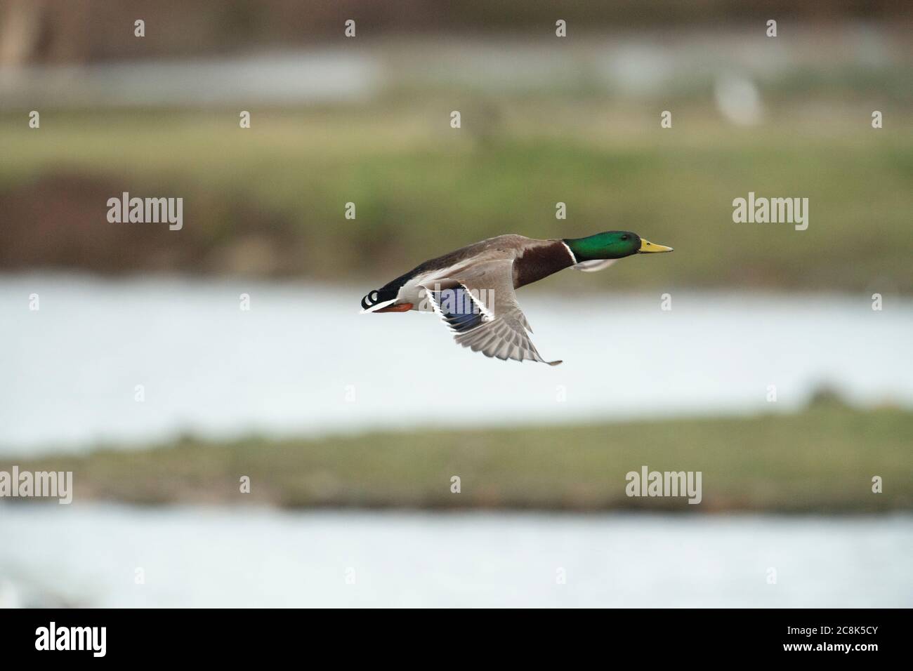 Mallard duck male in flight hi-res stock photography and images - Alamy