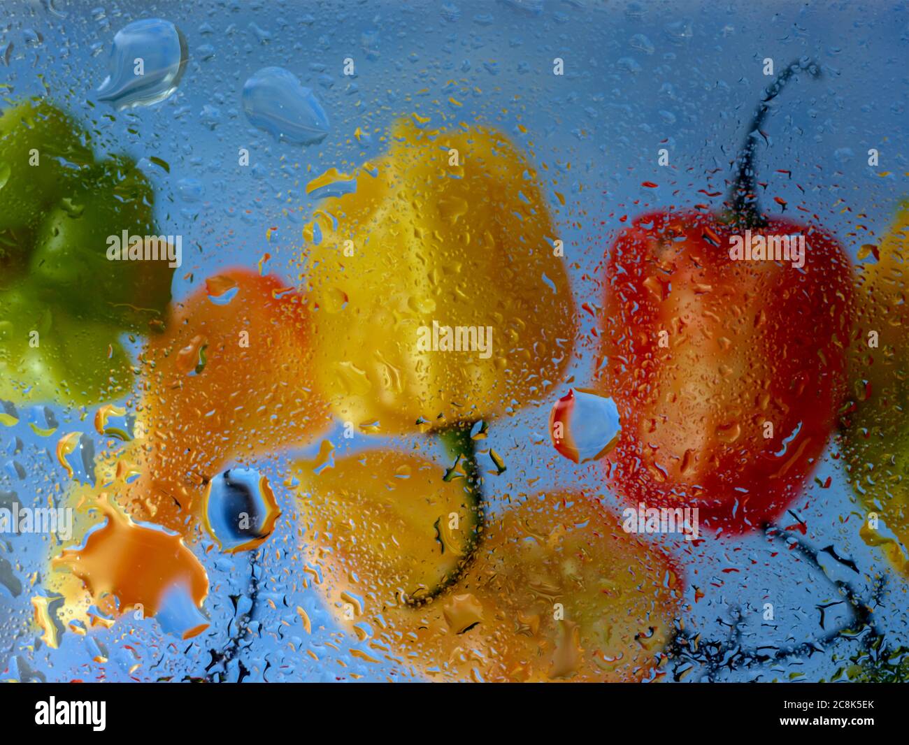 Scotch Bonnet peppers and water droplets on a blue background, food ...