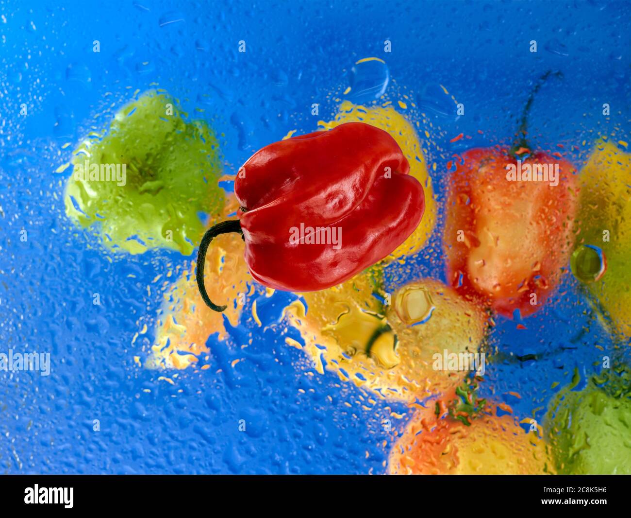 Scotch Bonnet peppers and water droplets on a blue background, food ...