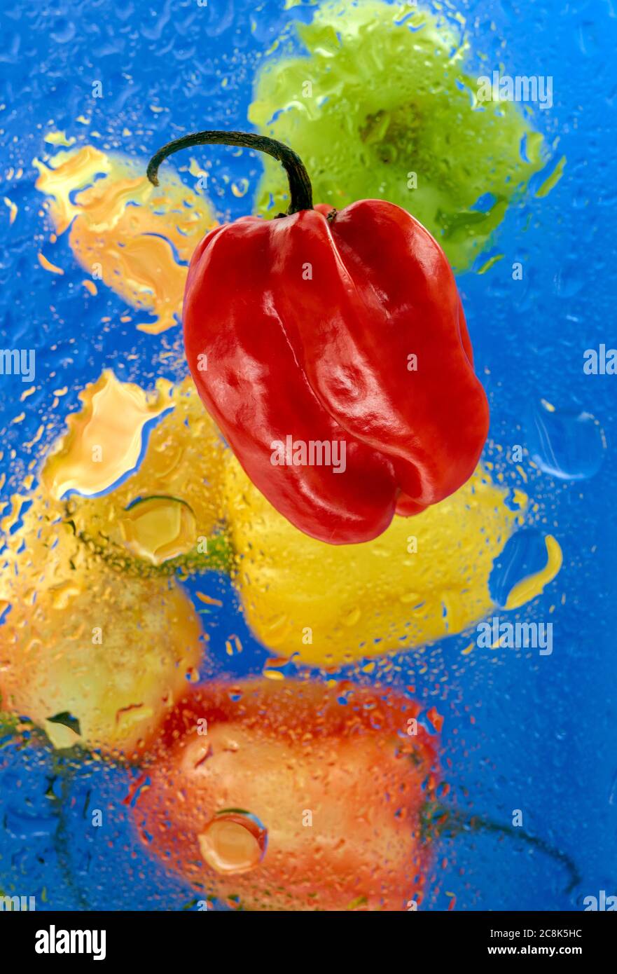 Scotch Bonnet peppers and water droplets on a blue background, food ...