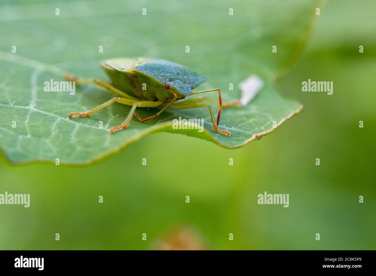 Green Shield Bug (Palomena prasina), on a leaf, Cornwall, England, UK ...