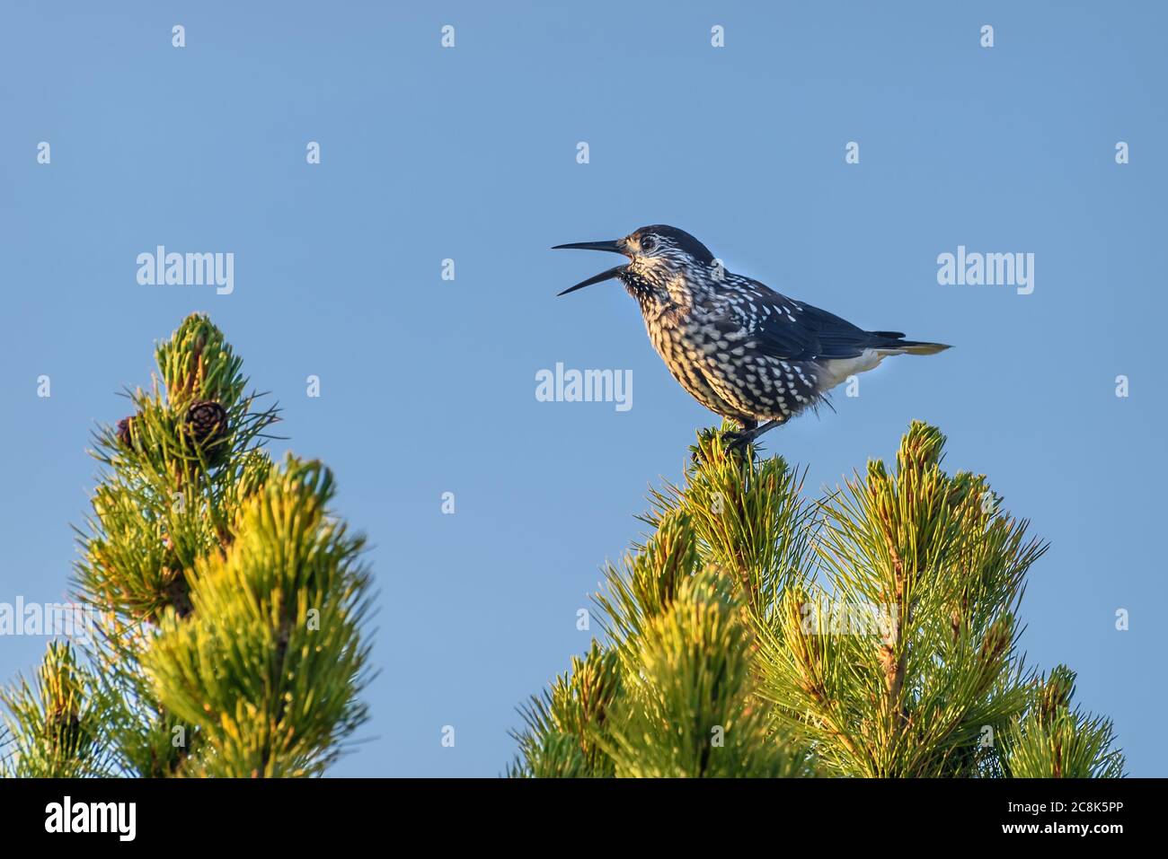 Nutcracker bird hi-res stock photography and images - Alamy
