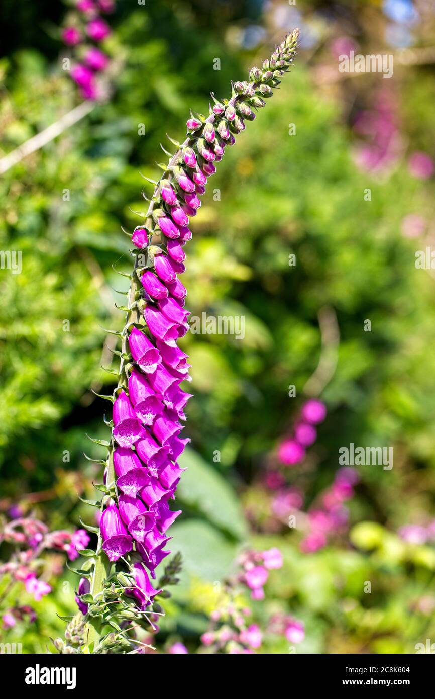 A flowering stem of Common Foxglove, (Digitalis purpurea), west ...