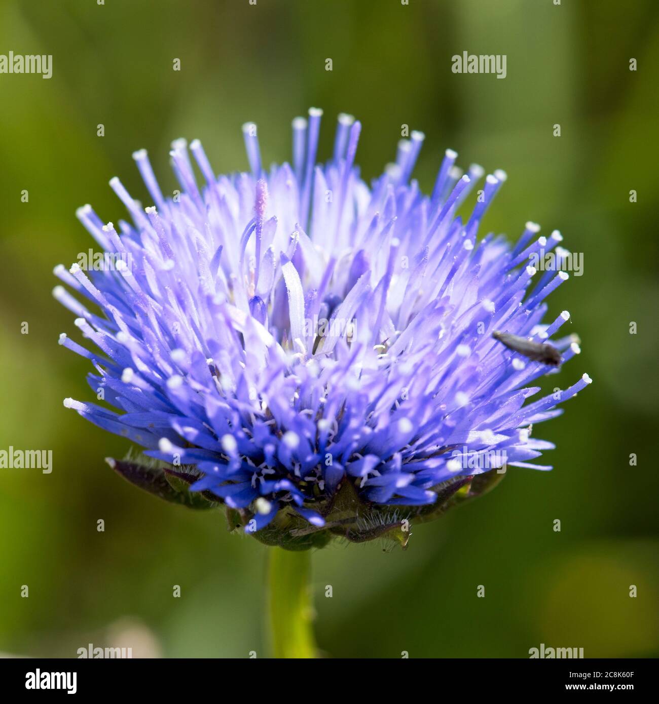 A flower of Sheep's-bit, (Jasione montana), west Cornwall, England, UK ...