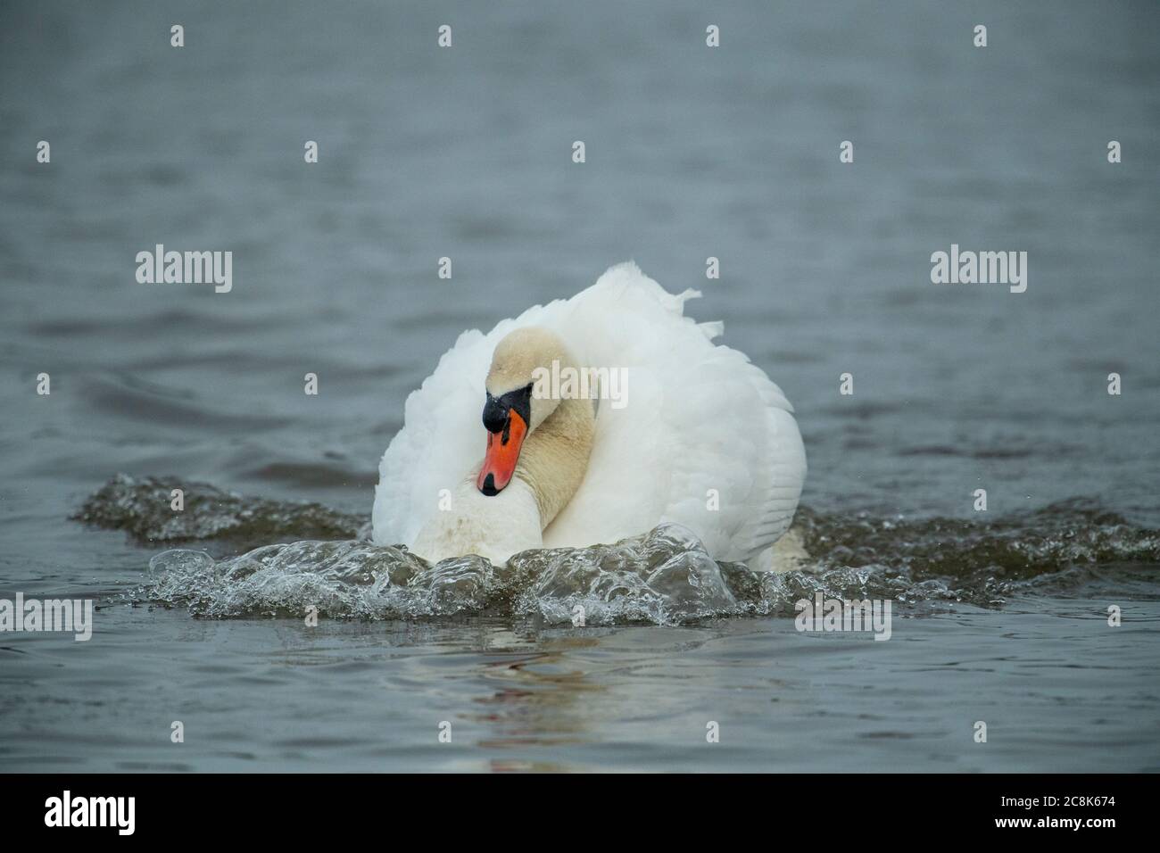Tundra SWAN, ( Bewick's swan ) adult feeding in shallow water at WWT ...