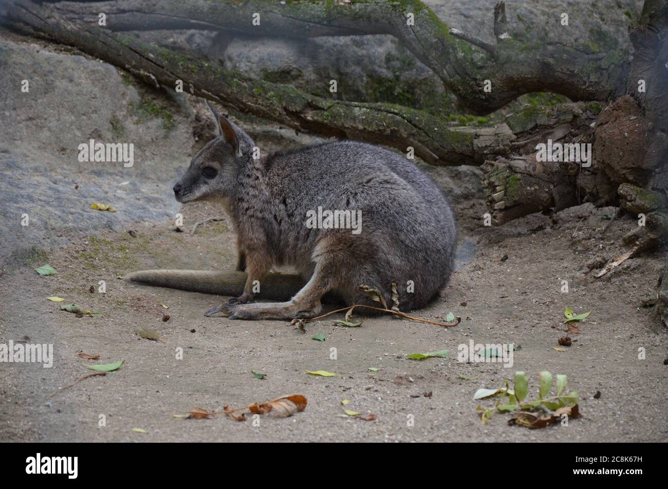 Bennett’s wallabies tasmania hi-res stock photography and images - Alamy