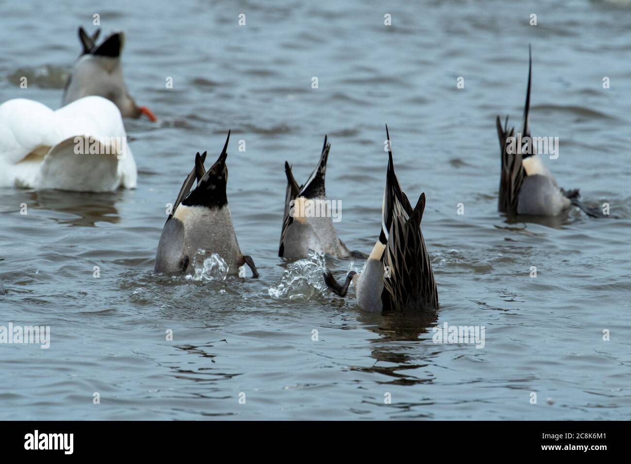 Tails up hi-res stock photography and images - Alamy