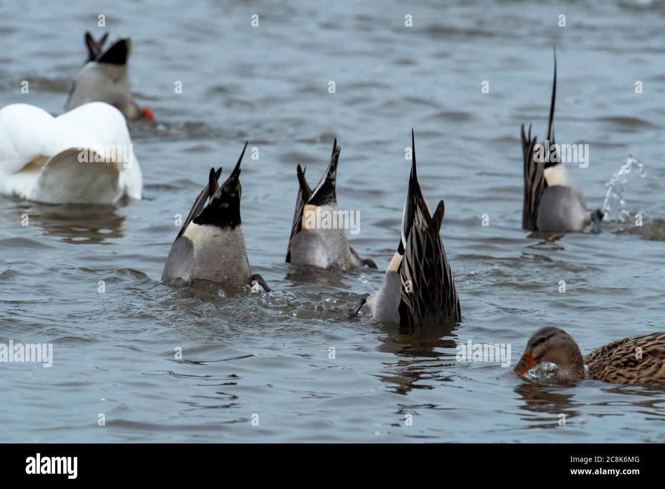 Group Dabbling High Resolution Stock Photography and Images - Alamy