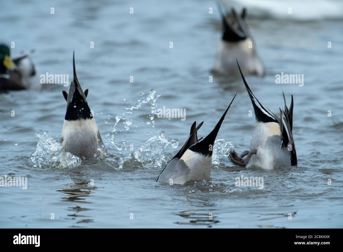 Tails up hi-res stock photography and images - Alamy