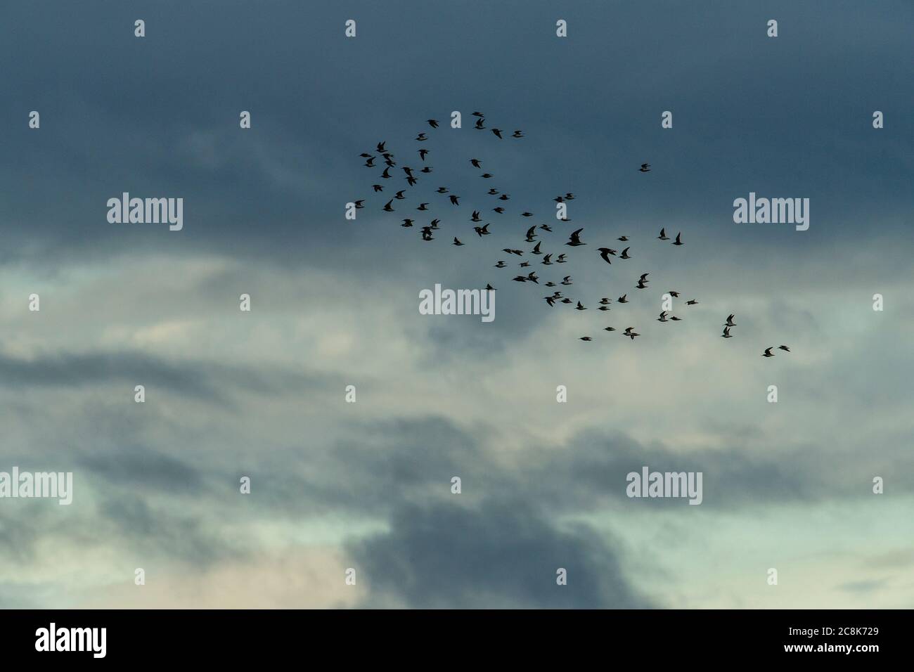 Golden plover flight uk hi-res stock photography and images - Alamy