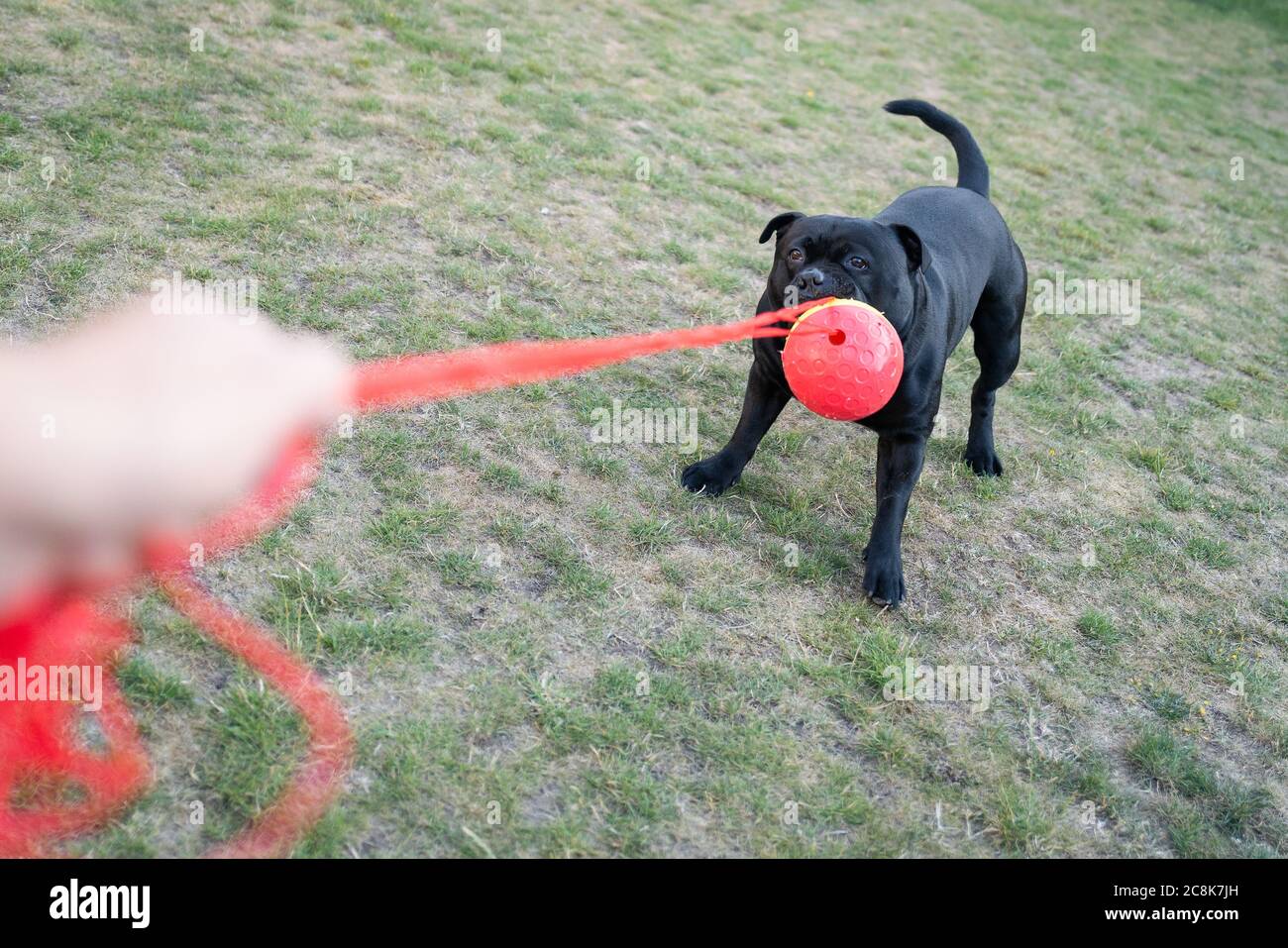 Bull on rope hi-res stock photography and images - Alamy