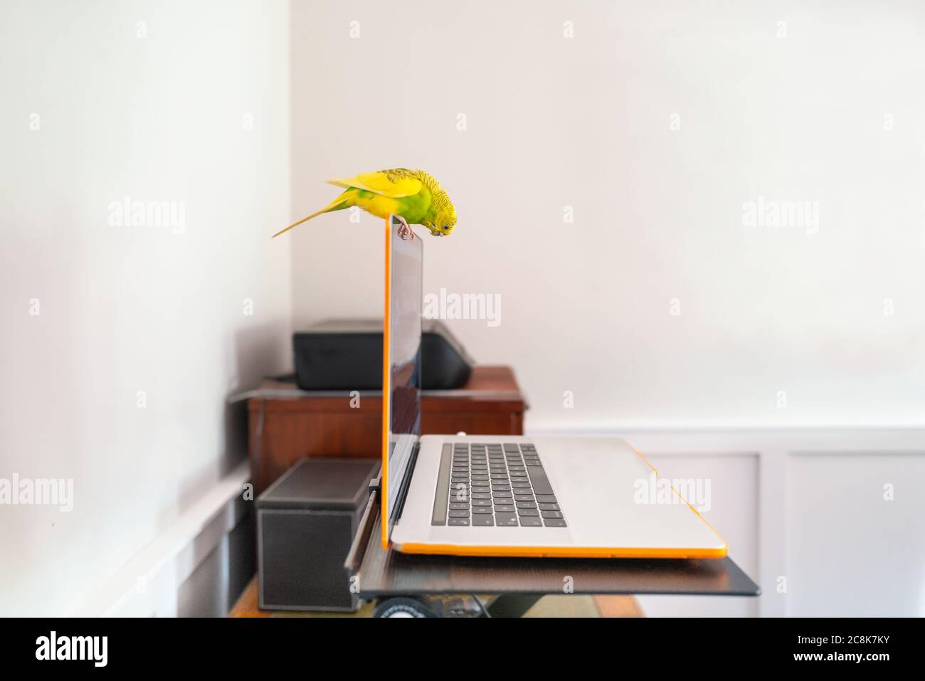 A cute budgerigar parakeet sitting on the top of a laptop screen ...