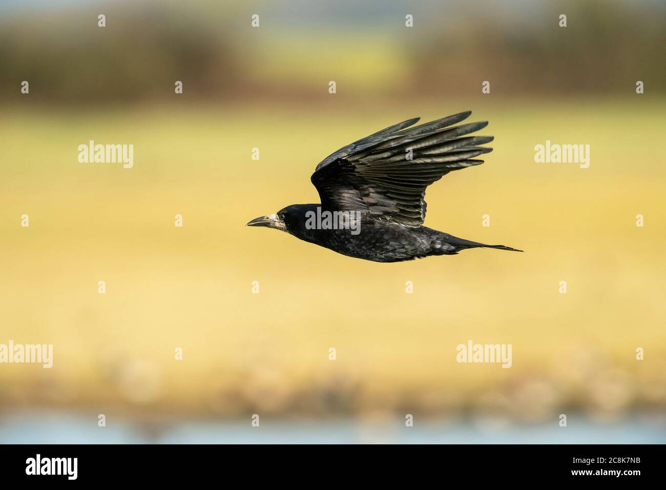 Rook uk winter hi-res stock photography and images - Alamy