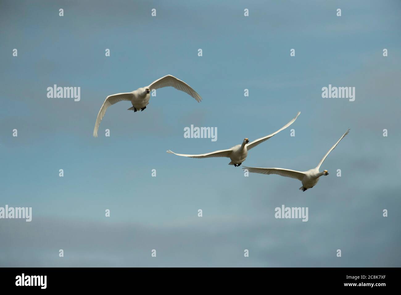 Tundra SWAN, ( Bewick's swan ) group of three in flight, , winter, west ...