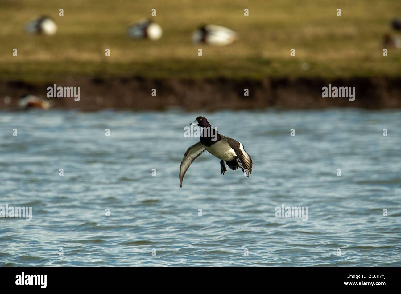 Flying tufted duck uk hi-res stock photography and images - Alamy