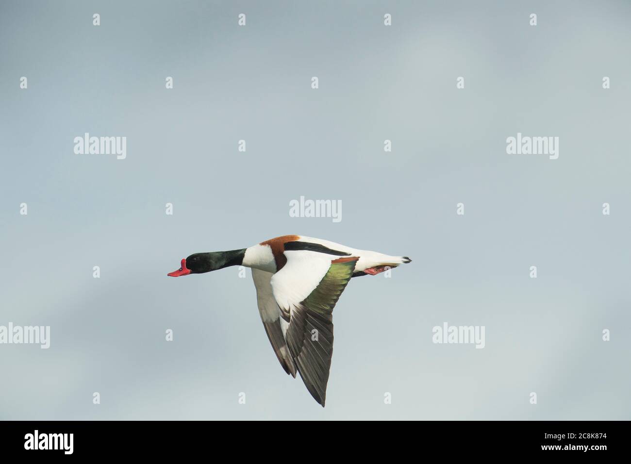 Shellduck hi-res stock photography and images - Alamy