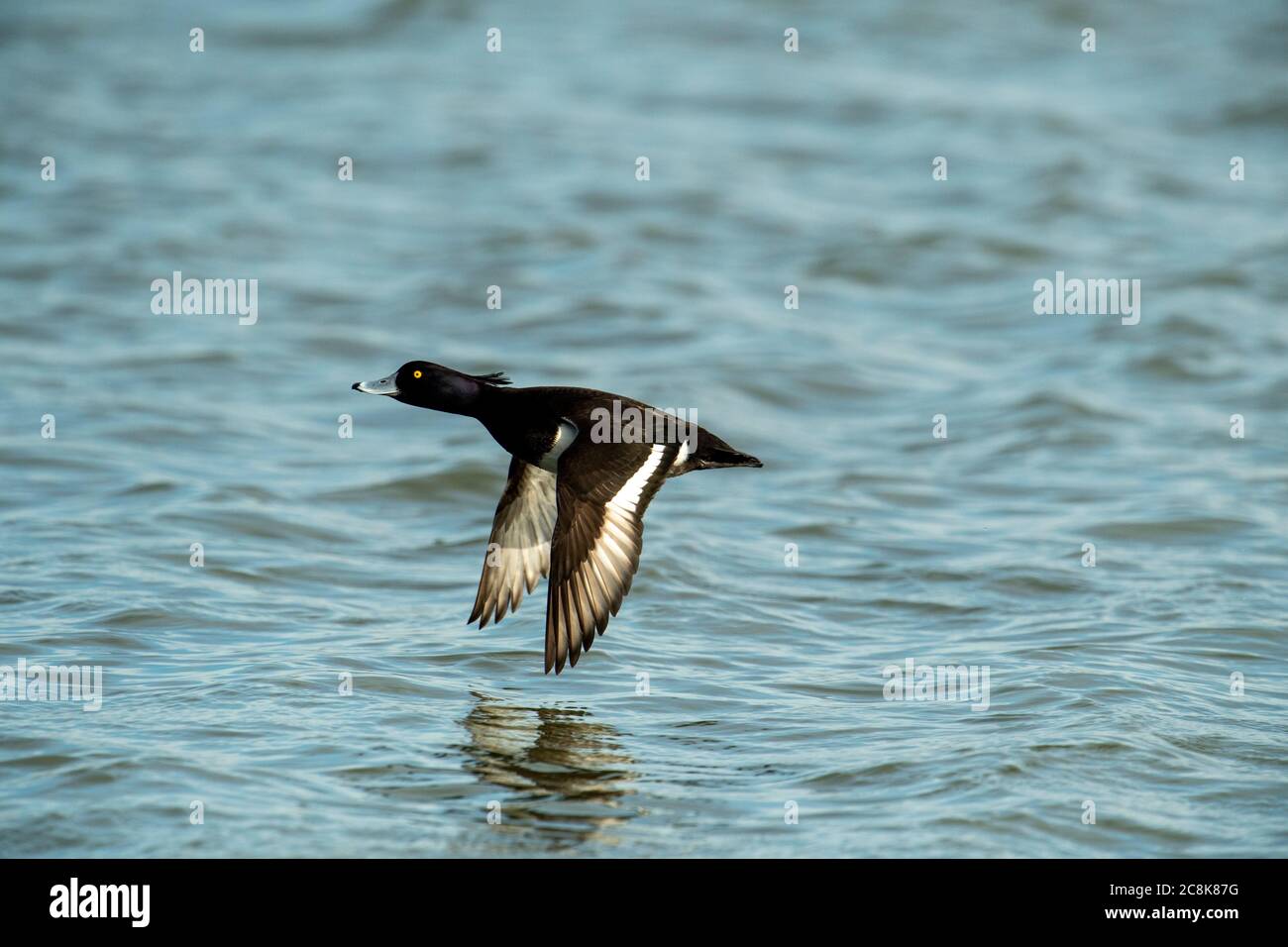 DUCK, Tufted duck, flying low over water, winter, west country, UK ...