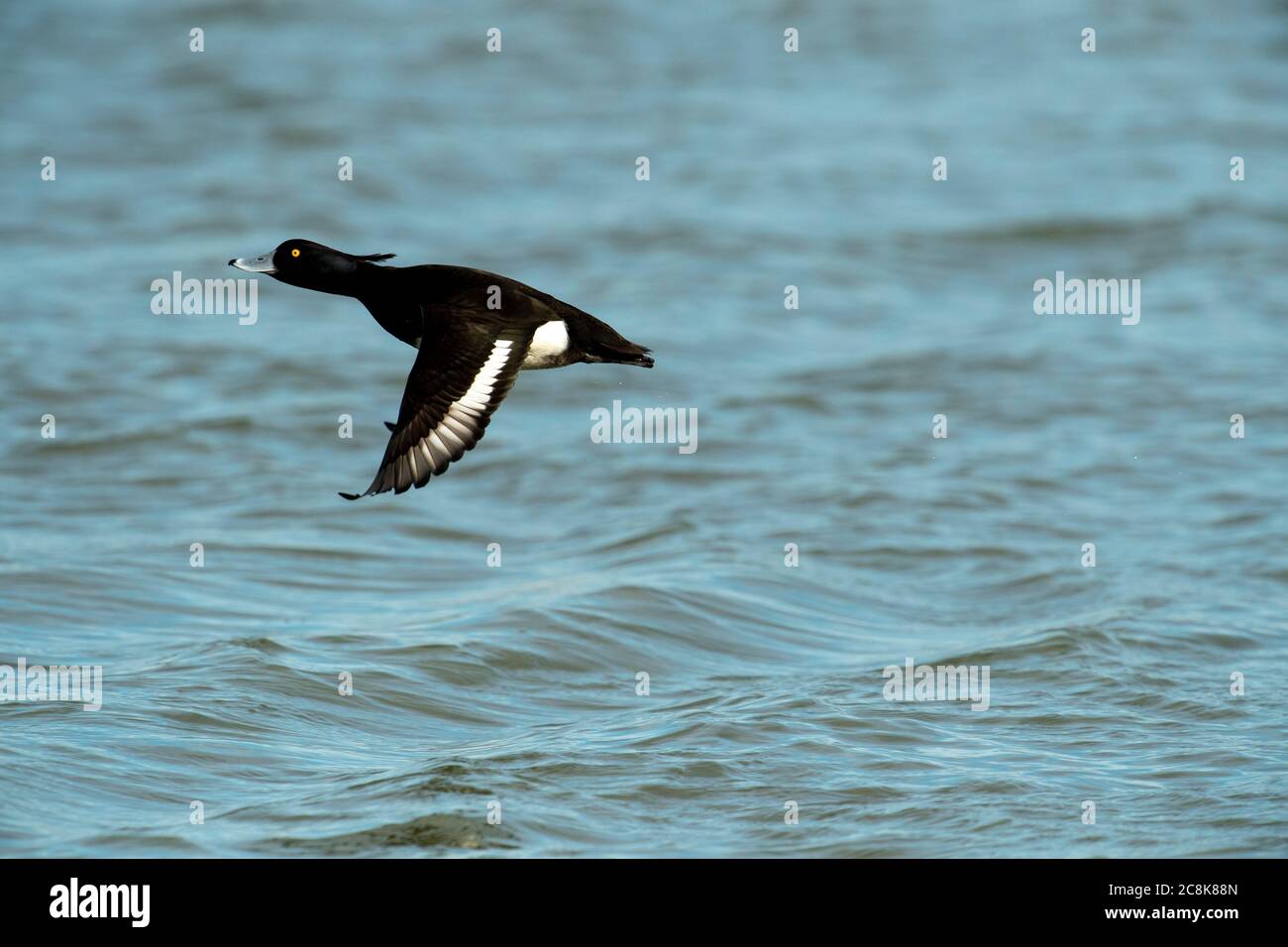 DUCK, Tufted duck, flying low over water, winter, west country, UK ...