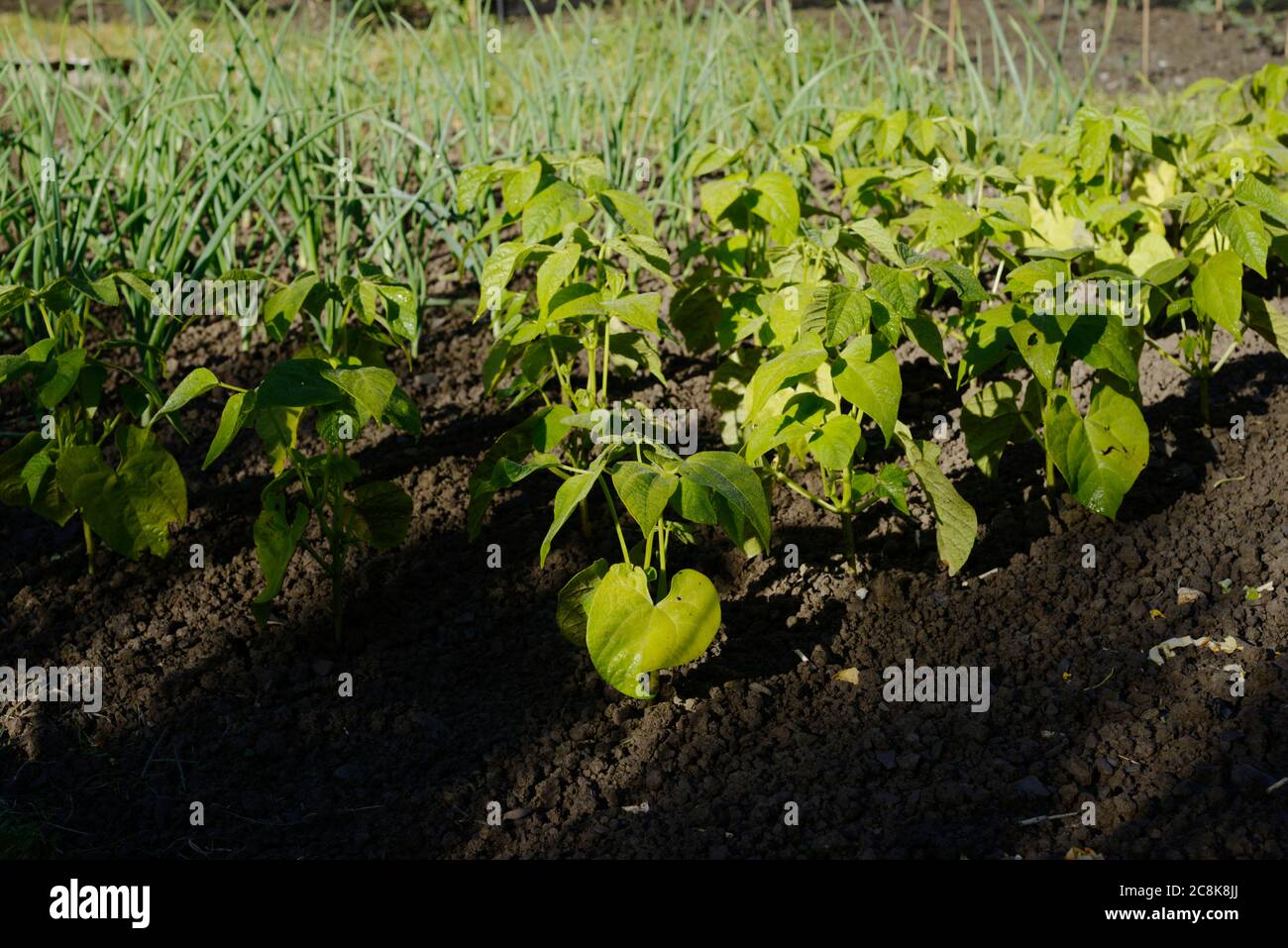 Jacobs cattle hi-res stock photography and images - Alamy