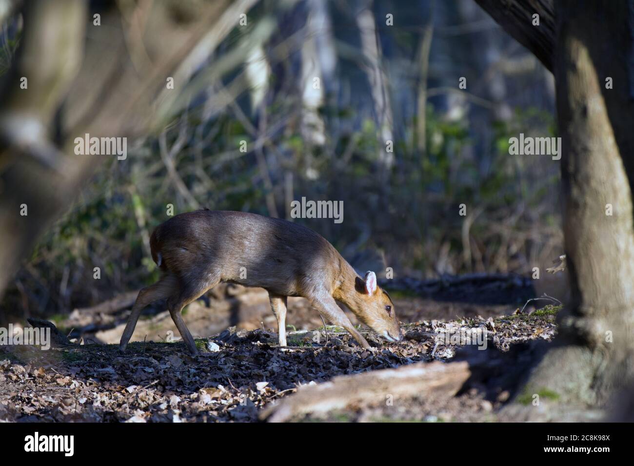 Female Reeve's Muntjac in woodland Stock Photo - Alamy
