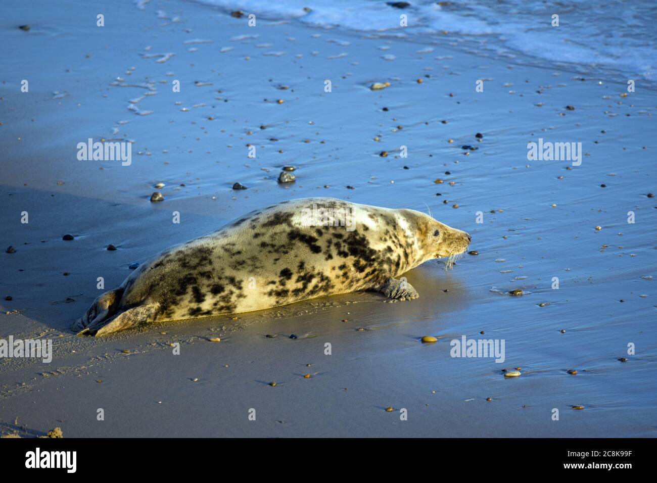 Female Atlantic seal Stock Photo - Alamy