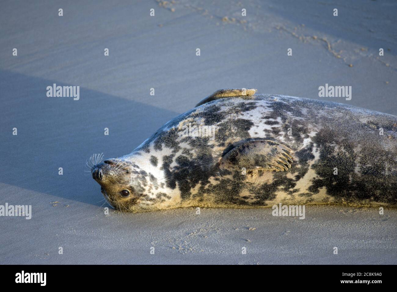 Female Atlantic seal Stock Photo - Alamy