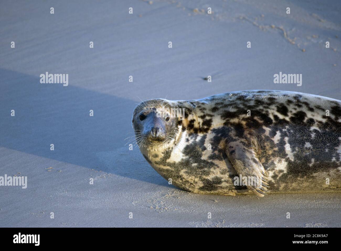 Female Atlantic seal Stock Photo - Alamy