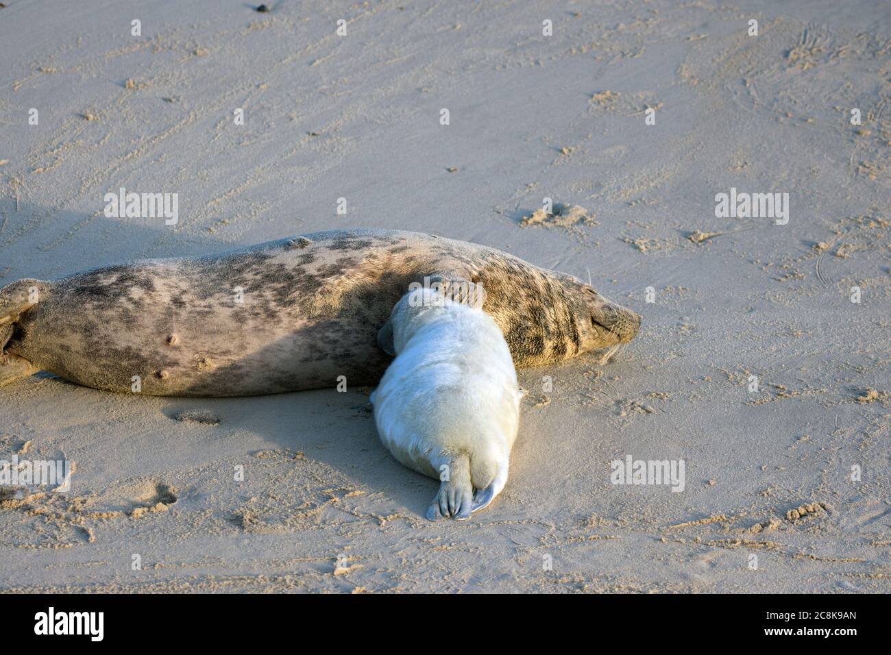 Female Atlantic seal with pup Stock Photo - Alamy