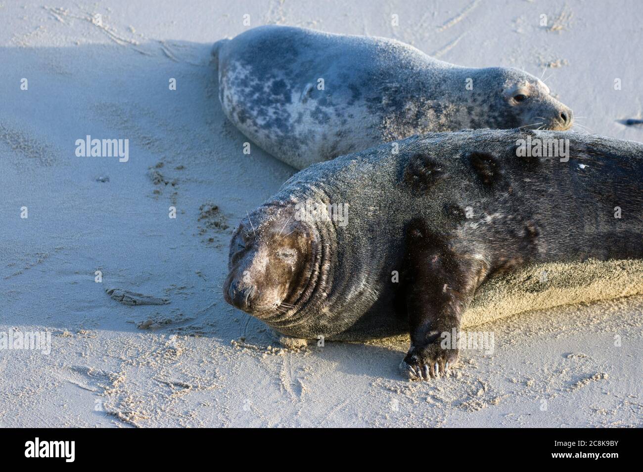 Male and female Atlantic seal Stock Photo - Alamy
