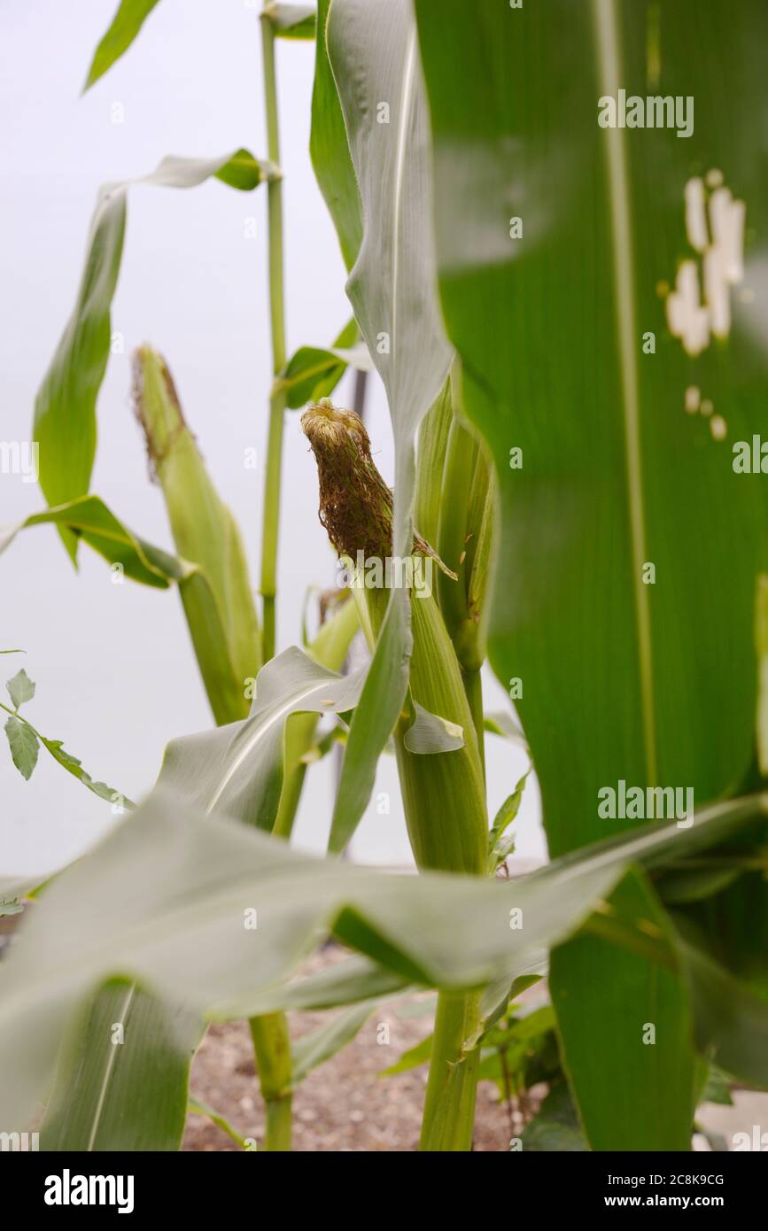 Sweetcorn plant plastic hi-res stock photography and images - Alamy