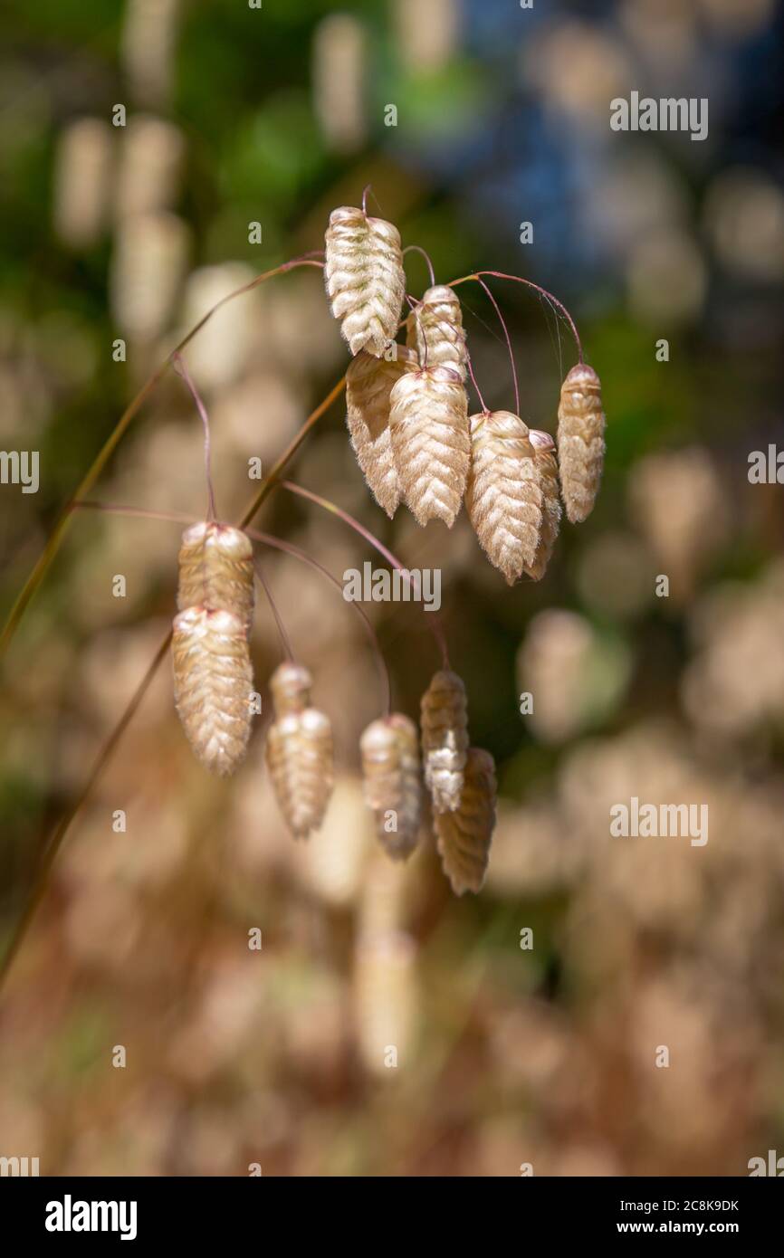 A close up photograph of the Briza plant, also called Quaking Grass ...
