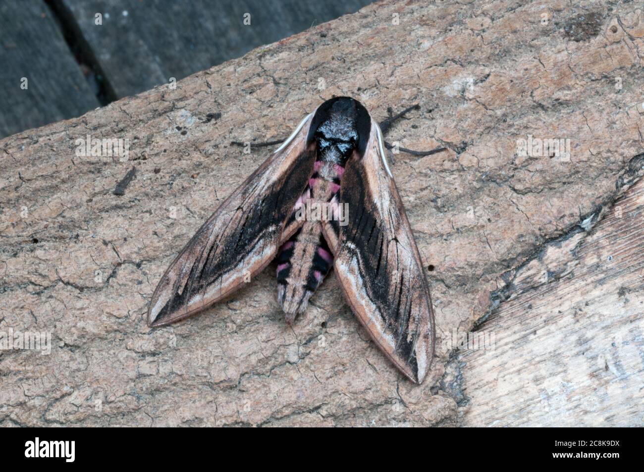Privet Hawk moth at rest Stock Photo - Alamy