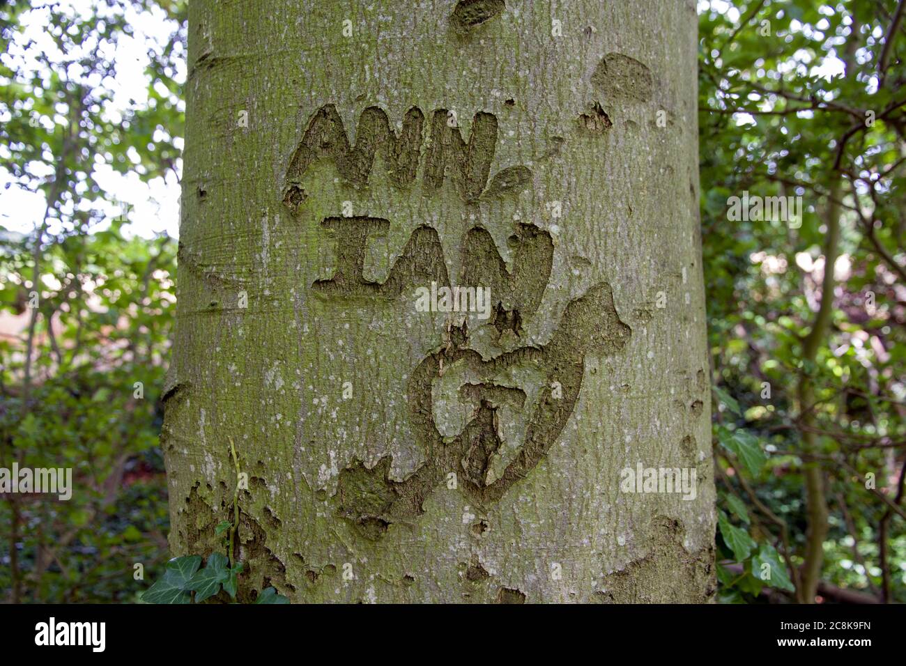 tree graffiti Beechwoods LNR Cambridge Stock Photo - Alamy