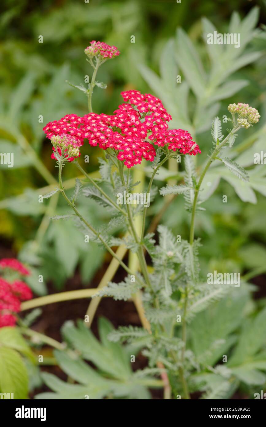 Achillea flower garden plant hi-res stock photography and images - Alamy