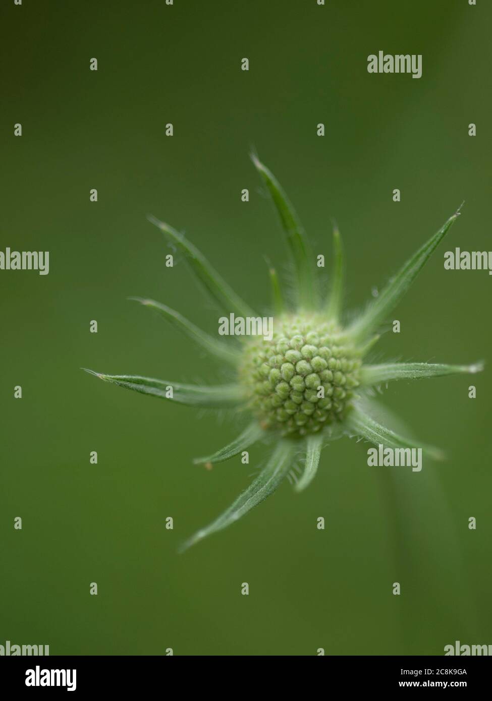 Scabious seed hi-res stock photography and images - Alamy