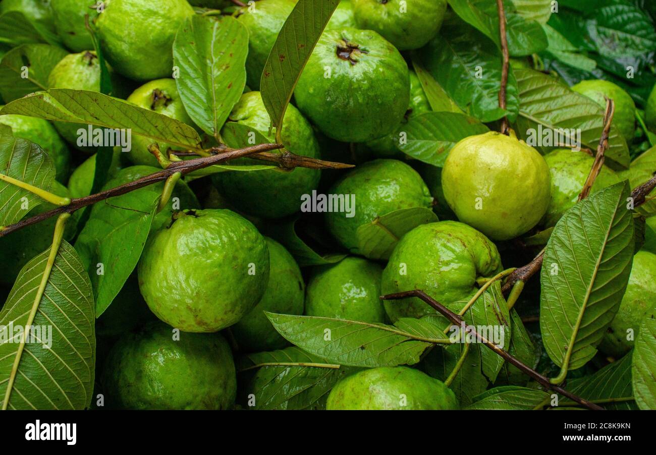 Local high quality organic raw guava . it is seasonal fruit . I ...