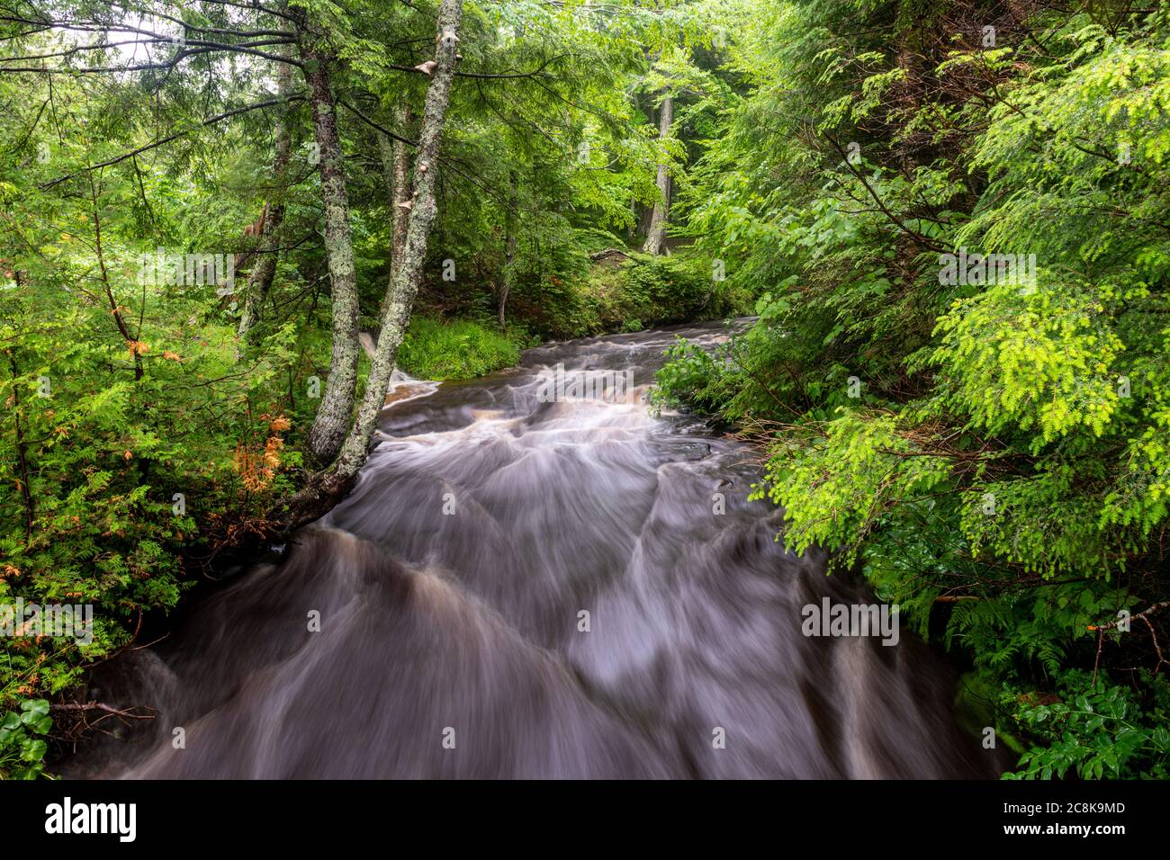In the middle of a forest hi-res stock photography and images - Alamy