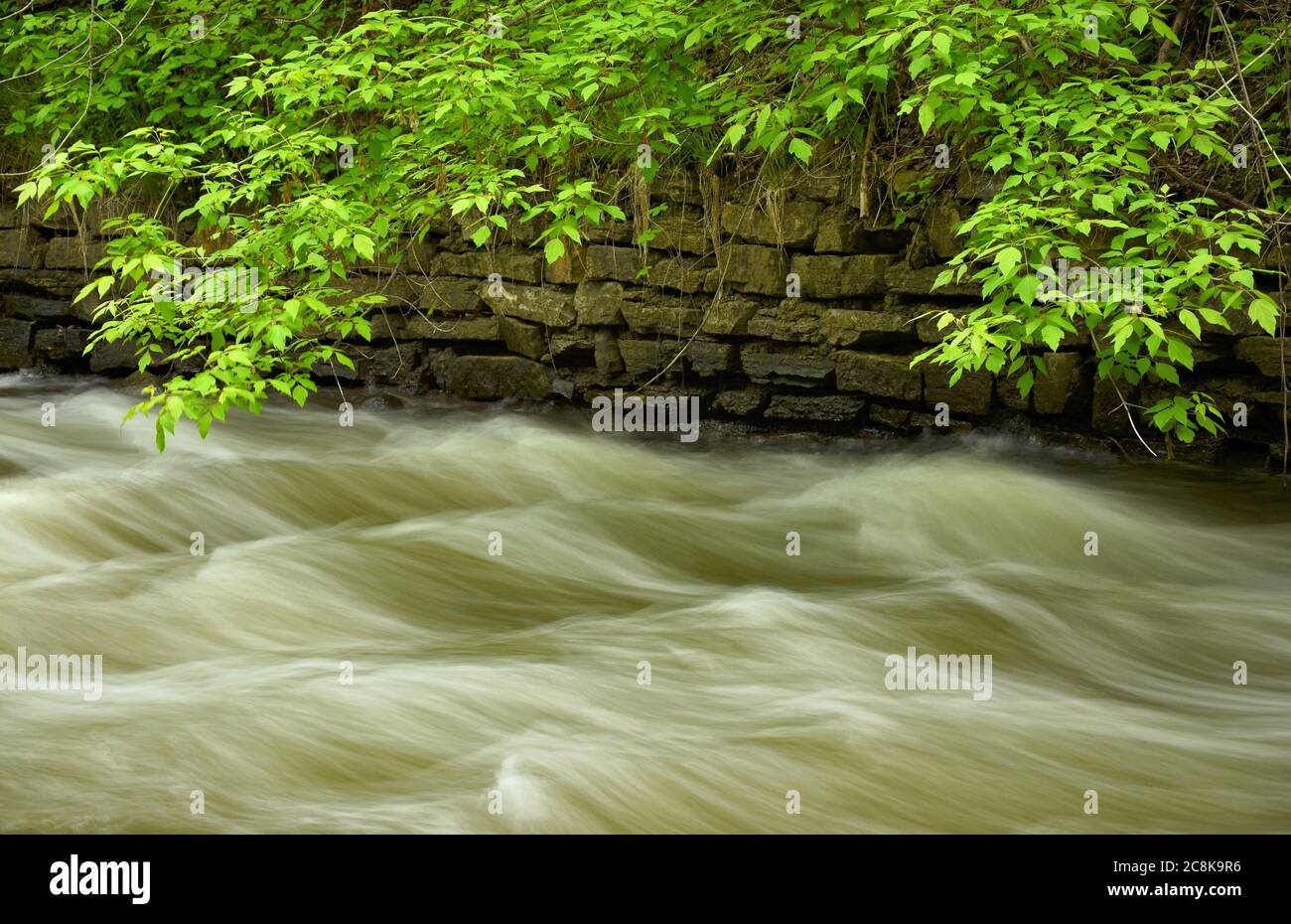 Bright green foliage overhangs a turbulent creek running beneath a ...