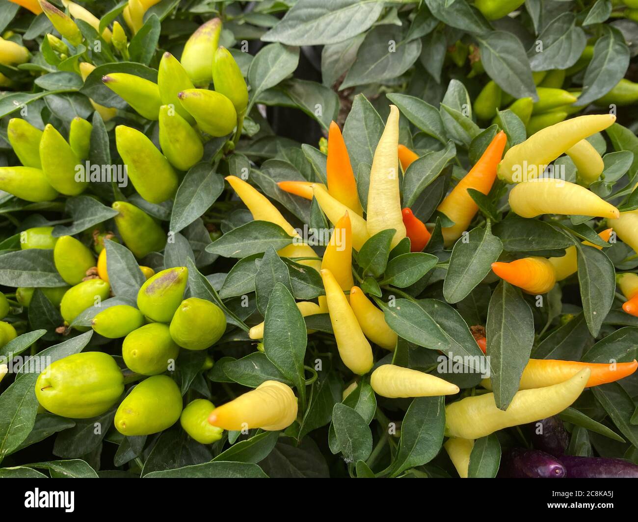 Top view closeup of yellow and orange color bell peppers plants ...