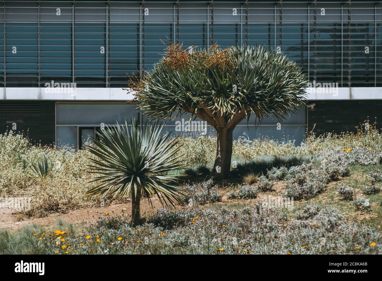 Two branchy young dragon trees in front of a facade of a modern office ...